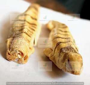 ریگ ماہی / Reg Mahi — Pansar Markaz